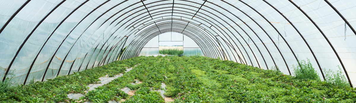 Estufas Agrícolas: tudo o que precisa de saber para o seu negócio | Repsol